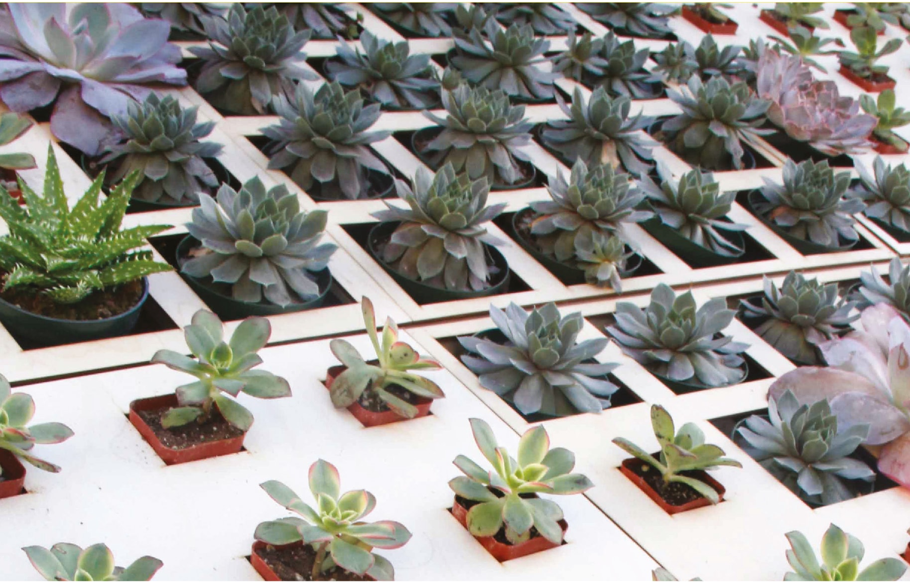 10MileGarden | X-Topia